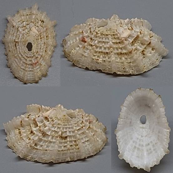 shellauction.net :: Patella sp. - 3619492