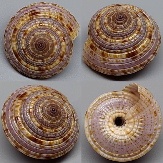 shellauction.net :: Architectonica sp. - 3619608