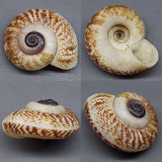 shellauction.net :: Cyclotus discriminendus - 3619683