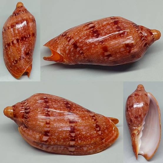 shellauction.net :: Cymbiola innexa - 3619709