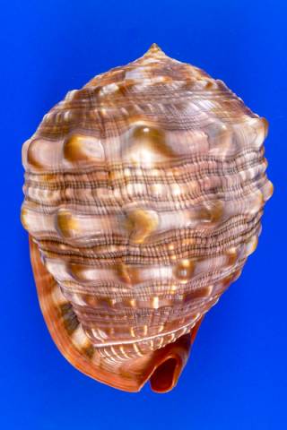 shellauction.net :: Cypraecassis rufa - 3619838