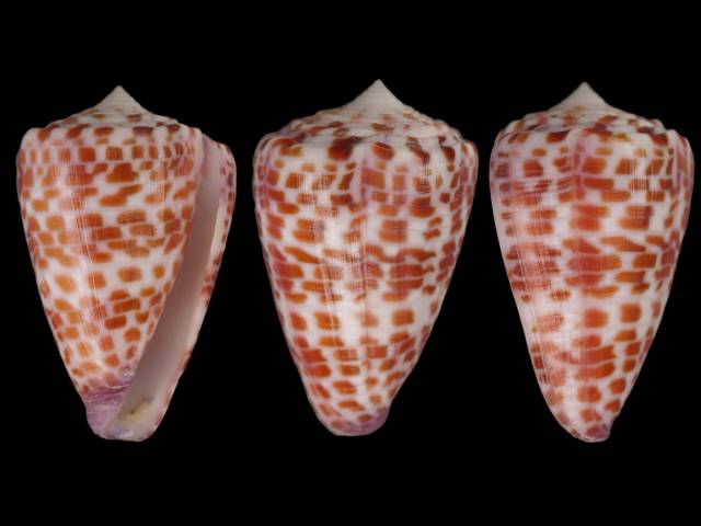 shellauction.net :: Conus edaphus - 3619933