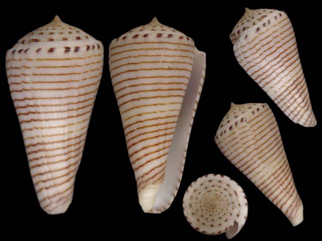 shellauction.net :: Conus hirasei - 3620095