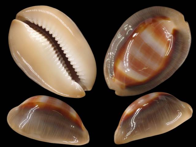 shellauction.net :: Lyncina ventriculus - 3620292