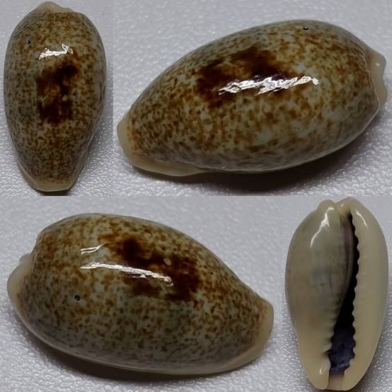 shellauction.net :: Erronea errones - 3620406