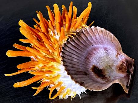 shellauction.net :: Spondylus sp. - 3620480