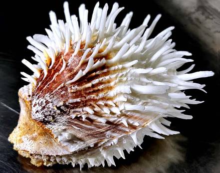 shellauction.net :: Spondylus sp. - 3620499