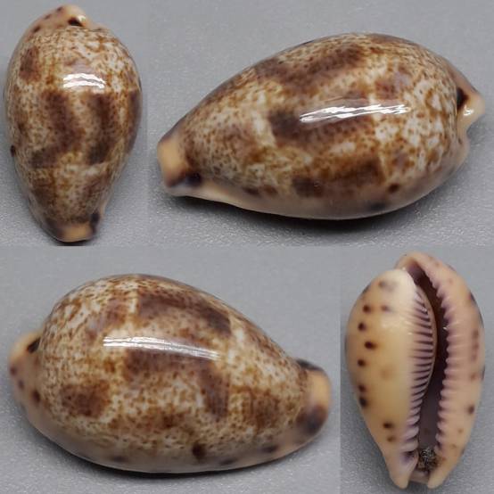 shellauction.net :: Contradusta walkeri - 3620621