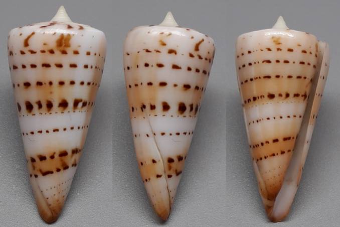 shellauction.net :: Conus monile - 3620710