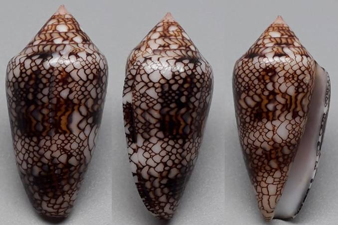 shellauction.net :: Conus canonicus - 3620734