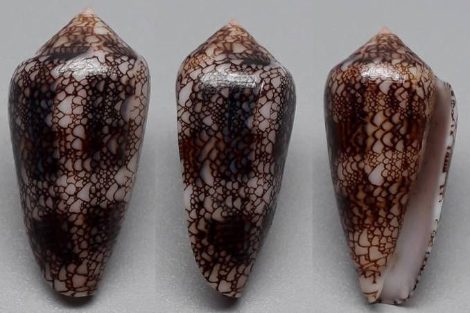 shellauction.net :: Conus canonicus - 3620736