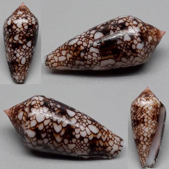shellauction.net :: Conus canonicus - 3620746