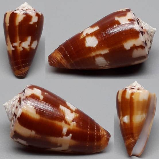 shellauction.net :: Conus circumactus - 3620784