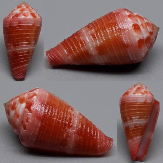 shellauction.net :: Conus pertusus - 3620786