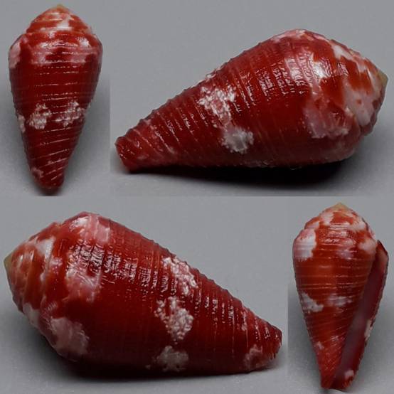 shellauction.net :: Conus pertusus - 3620787