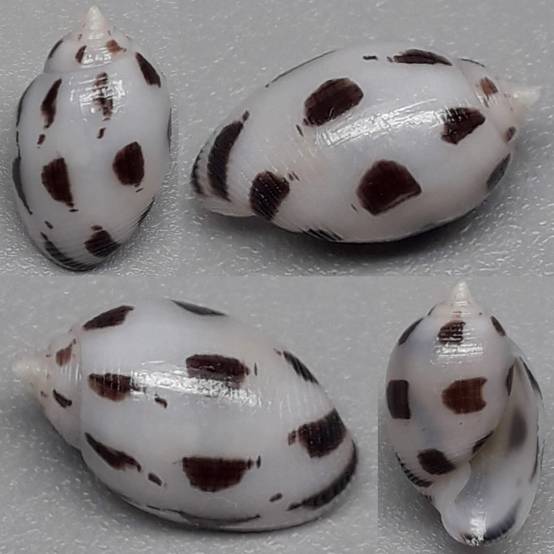 shellauction.net :: Acteon virgatus - 3620871