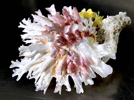 shellauction.net :: Chama lazarus - 3621062