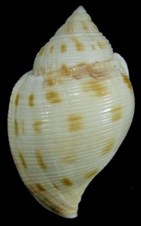 shellauction.net :: Sconsia lindae - 3621088