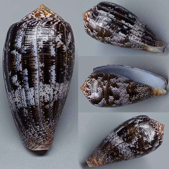 shellauction.net :: Conus (Pionoconus) achatinus - 3621241