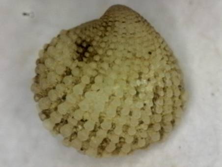 shellauction.net :: Cardium species - 3621247