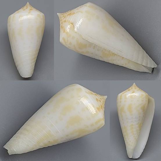 shellauction.net :: Conus inscriptus - 3621252