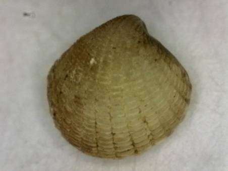 shellauction.net :: Cardium species - 3621261