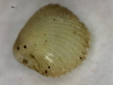 shellauction.net :: Cardium species - 3621264