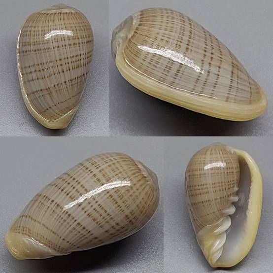 shellauction.net :: Cryptospira elegans - 3621295