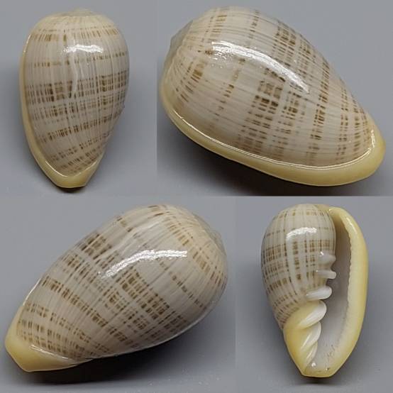 shellauction.net :: Cryptospira elegans - 3621298