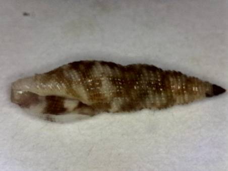 shellauction.net :: Daphnella atractoides - 3621592