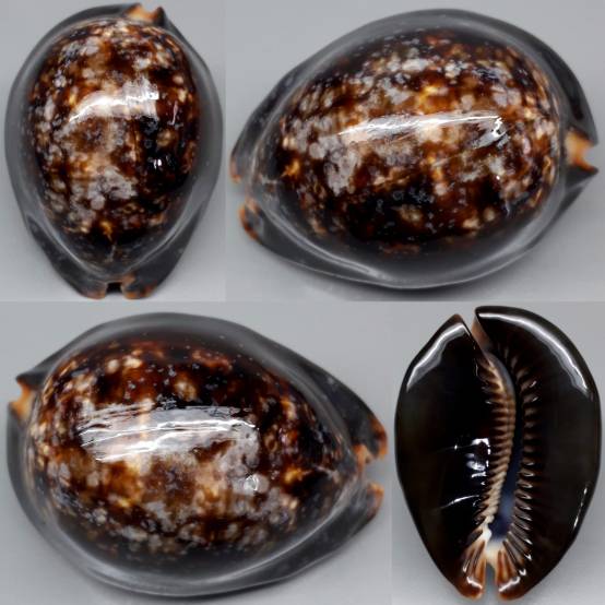 shellauction.net :: Mauritia mauritiana - 3621621