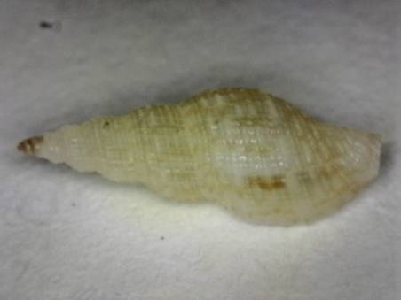 shellauction.net :: Daphnella species - 3621649