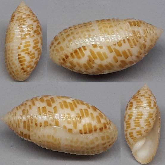 shellauction.net :: Pupa solidula - 3621653