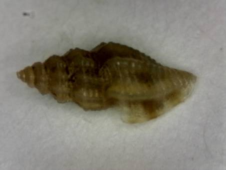 shellauction.net :: Mangelia species - 3621697