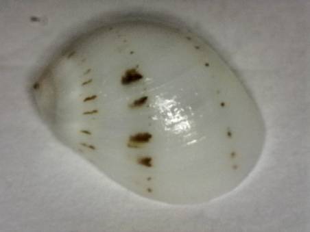 shellauction.net :: Naticarius species - 3621750