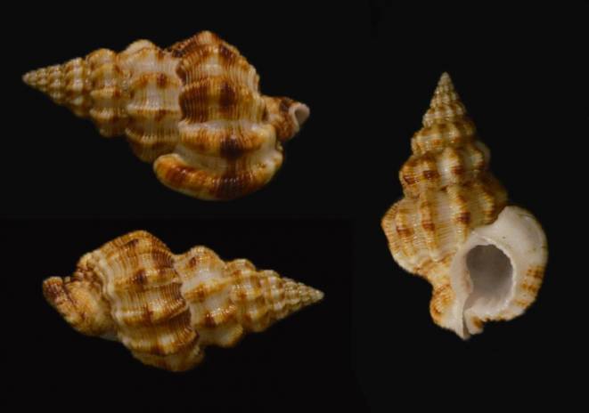 shellauction.net :: Nassaria recurva - 3622231