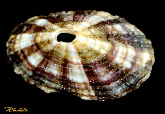 shellauction.net :: Fissurella nubecula - 3622324