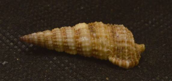 shellauction.net :: Cerithium dialeucum - 3622327