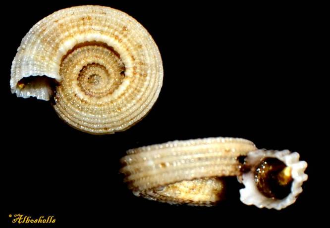 shellauction.net :: Pseudotorinia architae - 3622329