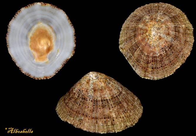 shellauction.net :: Patella rustica - 3622334