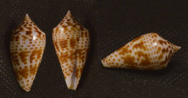 shellauction.net :: Conus inscriptus - 3622402