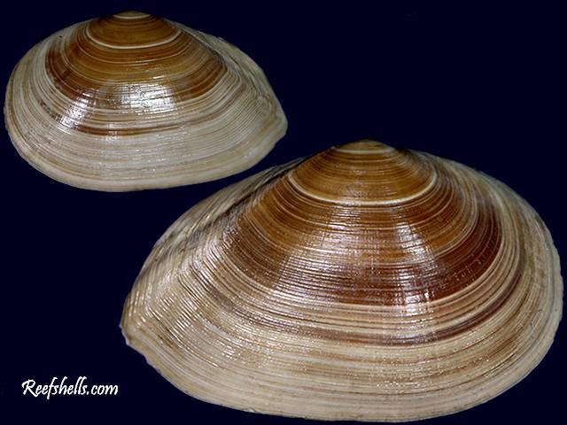 shellauction.net :: Tellina sp. - 3622463