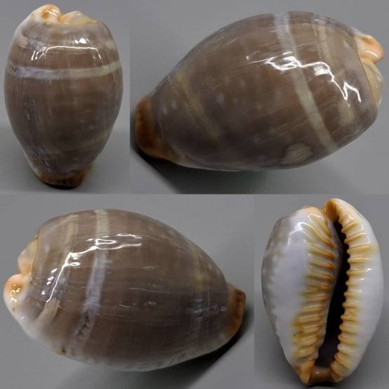 shellauction.net :: Staphylaea limacina - 3622483