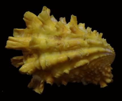 shellauction.net :: Cardita crassicosta - 3622592