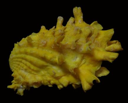 shellauction.net :: Cardita crassicosta - 3622592