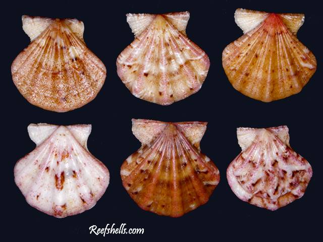 shellauction.net :: Flexopecten flexuosa - 3622628