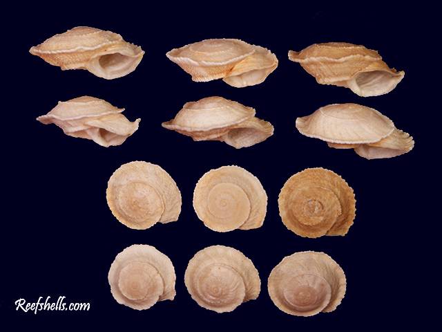 shellauction.net :: Xeroleuca turcica pagodula - 3622646