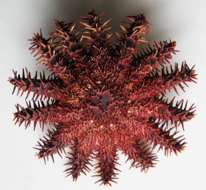 shellauction.net :: Acanthaster planci - 3622797