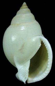 shellauction.net :: Semicassis bulla - 3622822