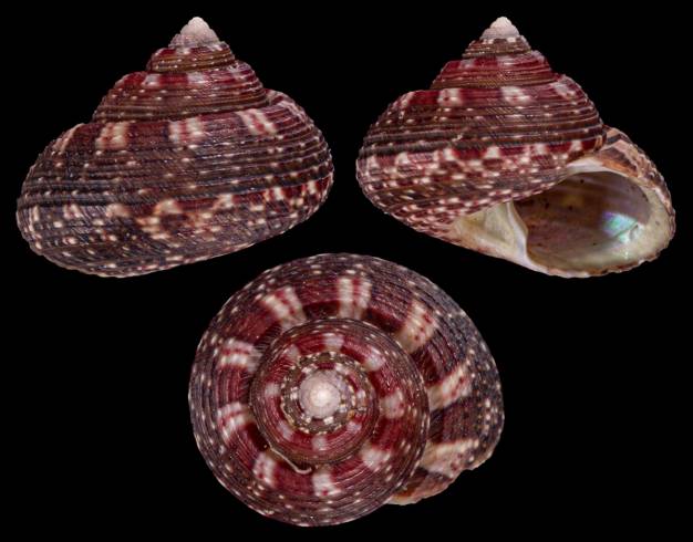 shellauction.net :: Gibbula ardens - 3622911